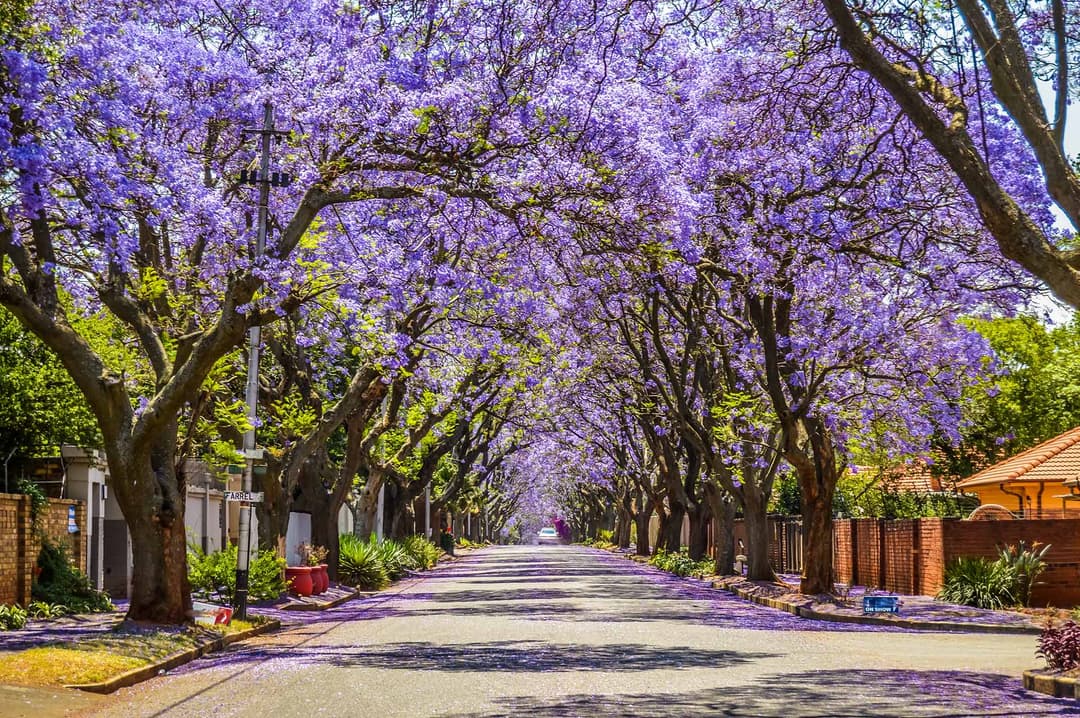 It’s Jacaranda Season in Mexico